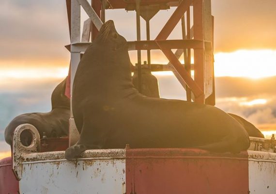 Greater Los Angeles Whale Watching & Fishing-Davey’s Locker